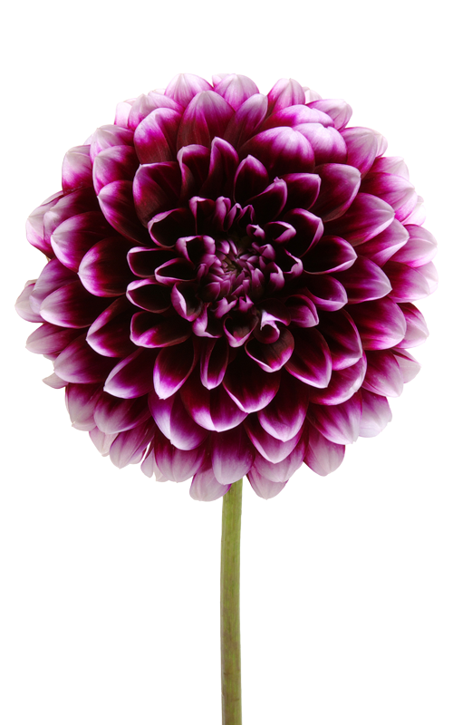 Toronto Dahlias – Source | Grow | Arrange