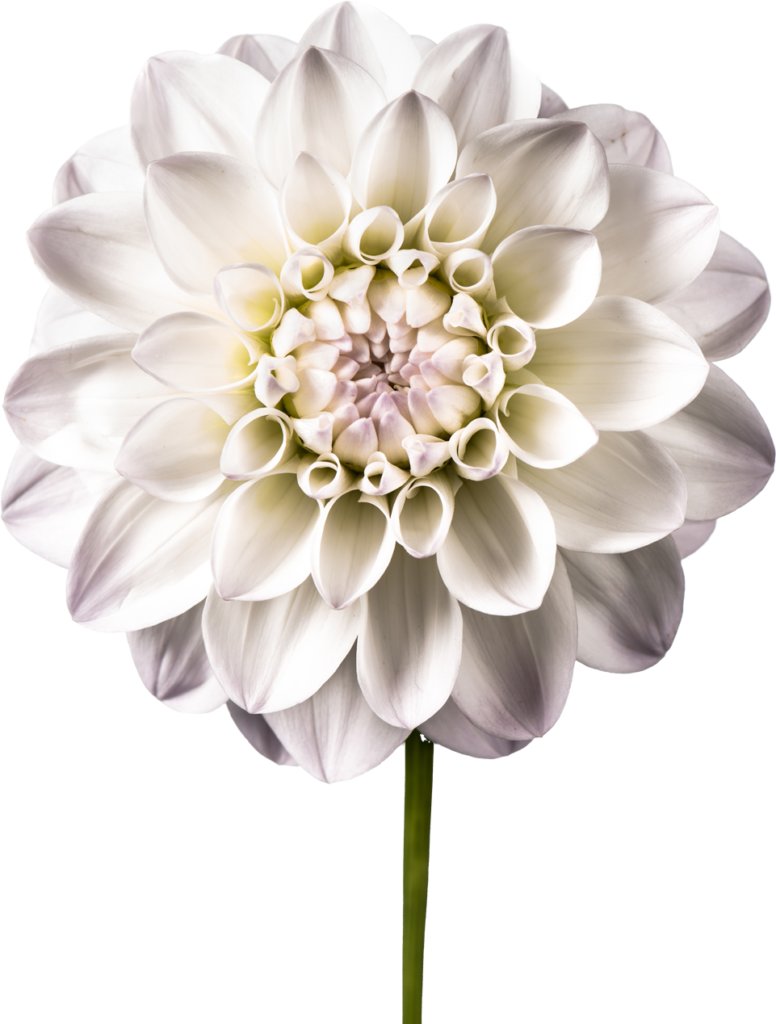 American Dahlia Society Classification Guide – Toronto Dahlias